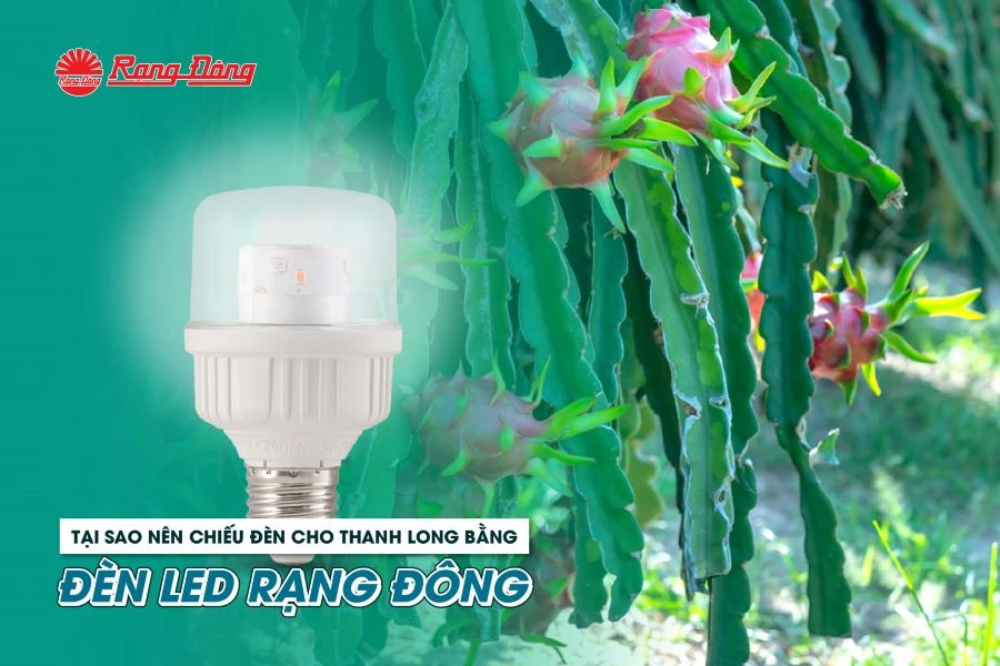 Tại Sao Nên Chiếu Đèn Cho Thanh Long Bằng Đèn Led Rạng Đông?